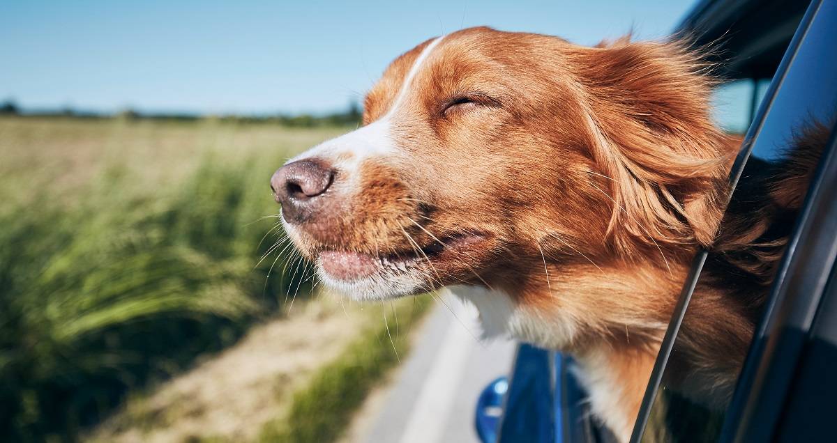 These Are The Perfect Cars For Your Dog In 2021